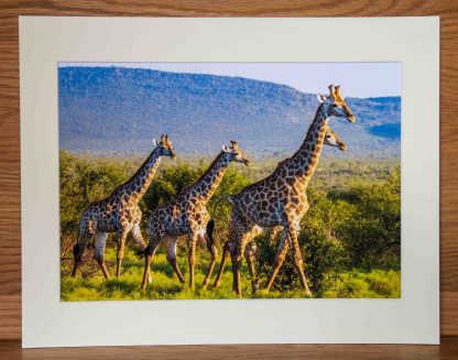 Giraffes Print - Steve Copper's Photography Store